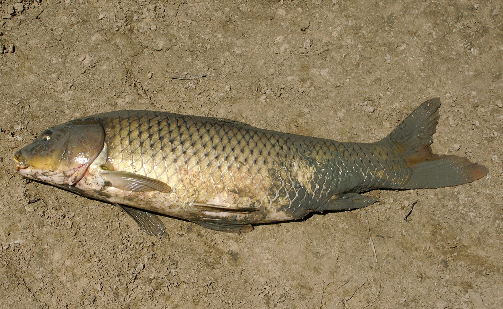 Cyprinus_carpio_carpio | Ψάρεμα 2026