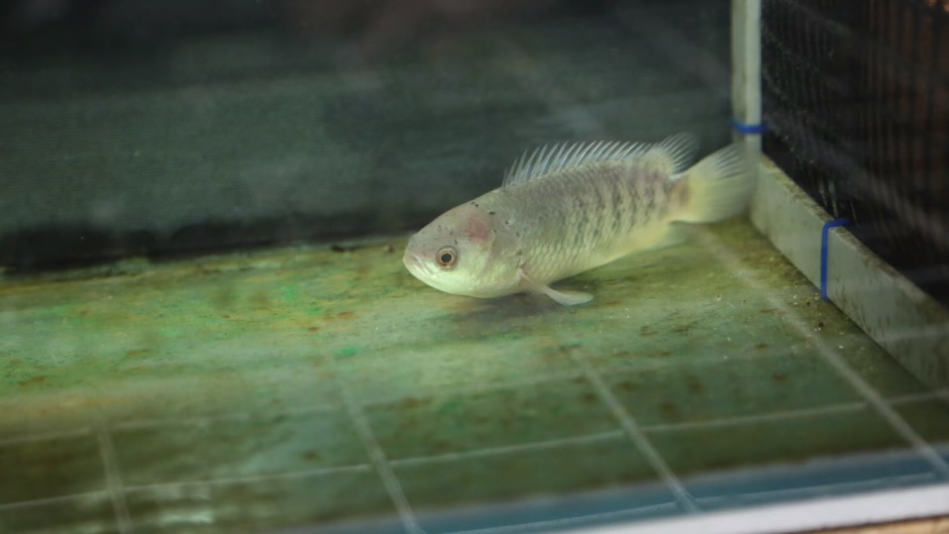 Ανακαλύφθηκε ψάρι που μπορεί να ζήσει έξω από το νερό για 4 ημέρες