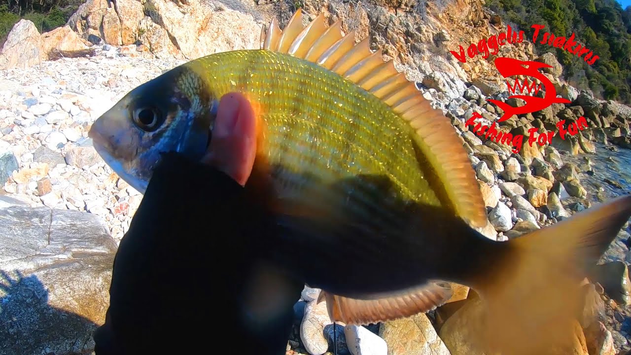 Ένα ακόμα βίντεο ψαρέματος με… Σαργούς!